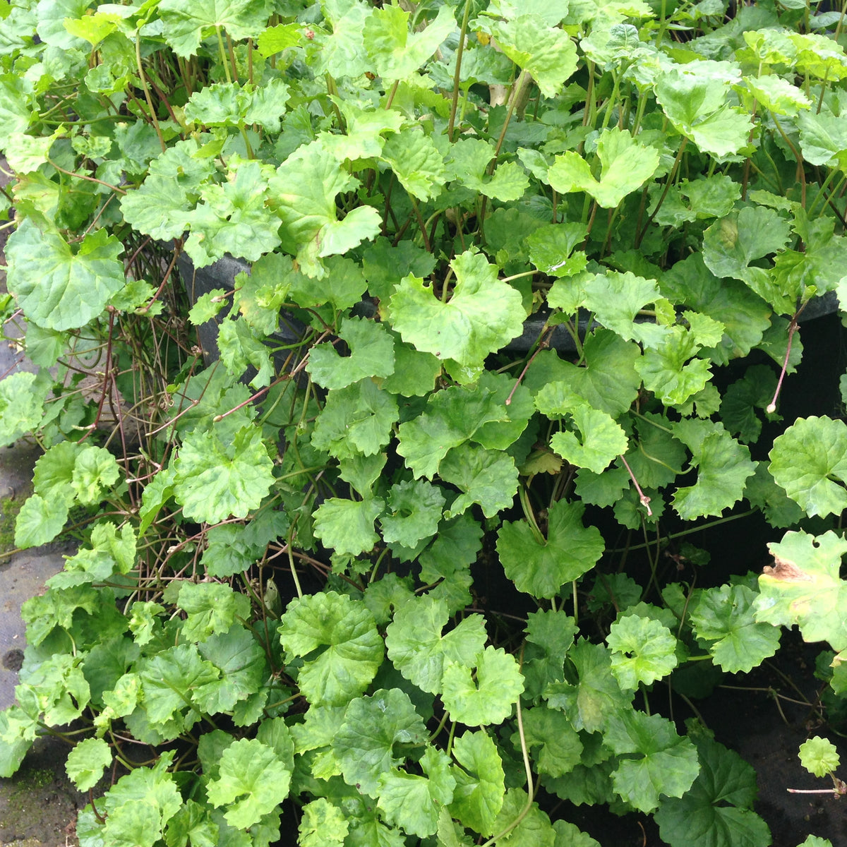 Gota kola, fresh plant – Adaptations Inc